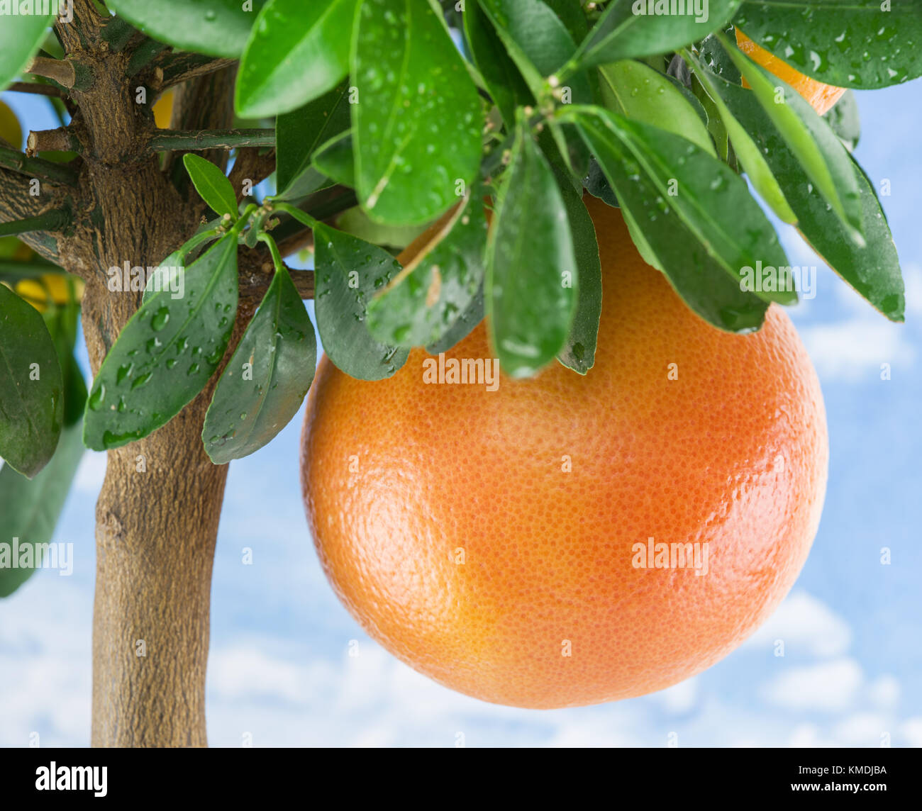 Big ripe grapefruit on the tree. Blue sky background Stock Photo - Alamy