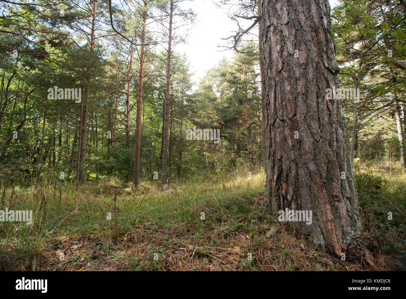 Site of Klooga Concentration Camp (Vaivara Concentration Camp), Tallinn ...