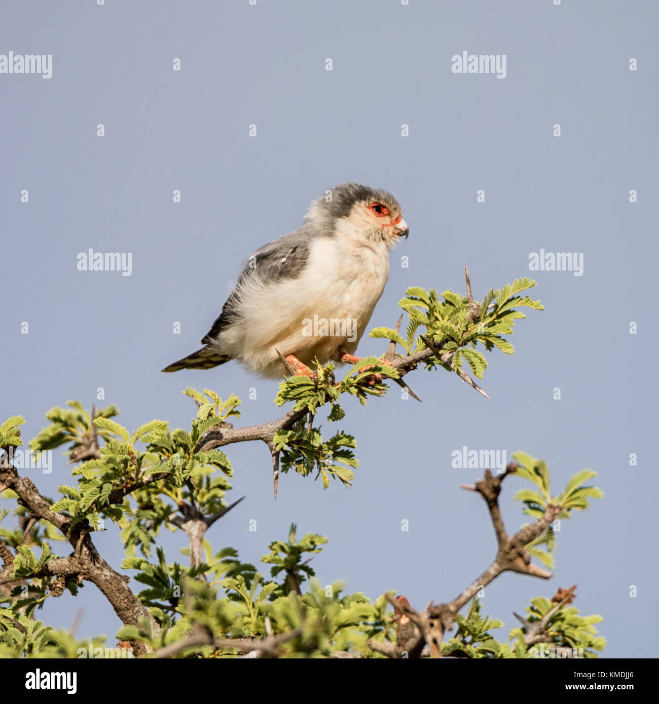 African Pygmy Falcon High Resolution Stock Photography and Images - Alamy