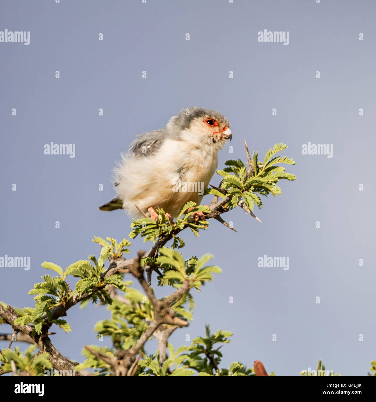 A Pygmy Falcon perched in a tree in Southern African savanna Stock ...