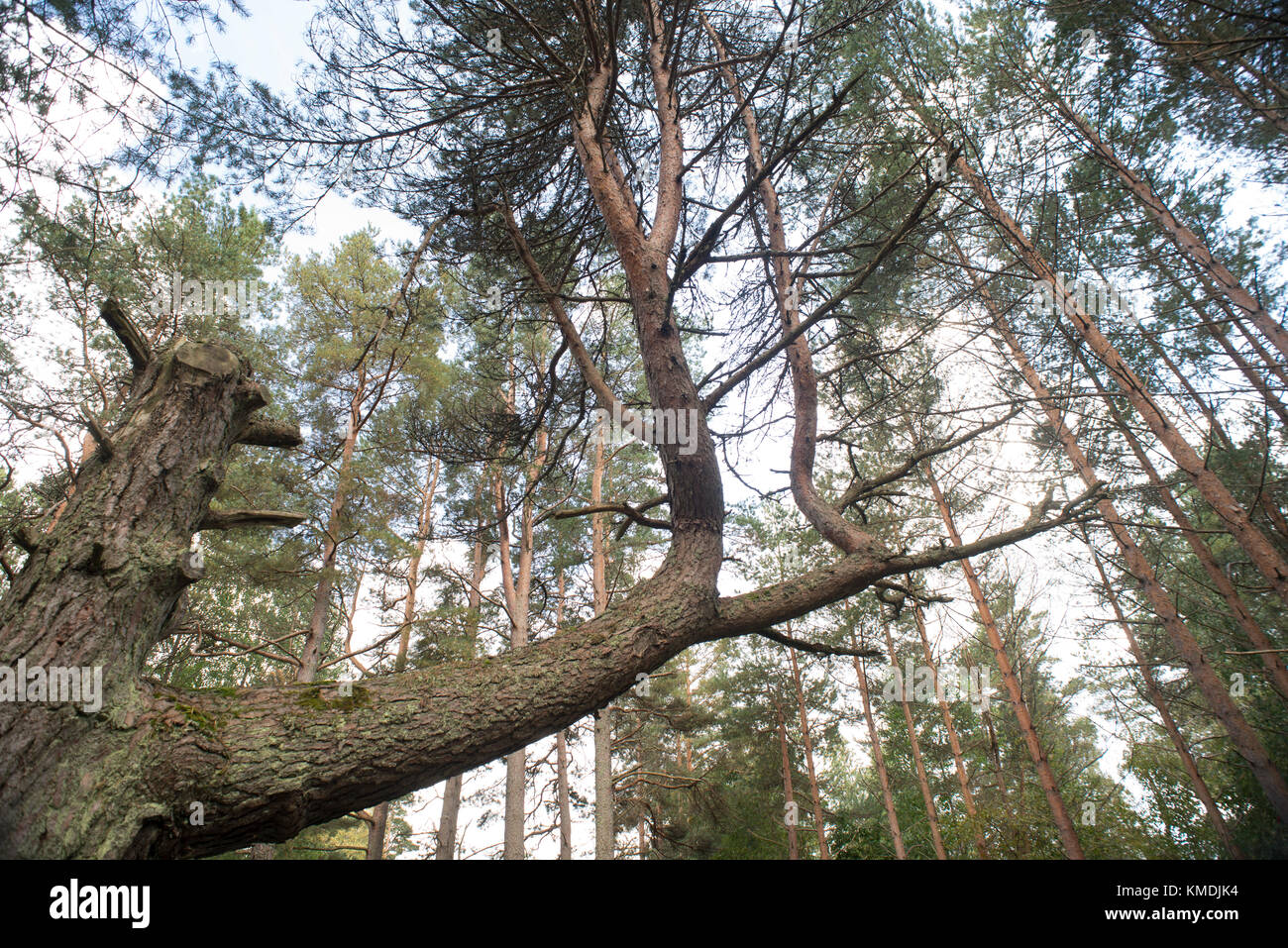 Site of Klooga Concentration Camp (Vaivara Concentration Camp), Tallinn ...