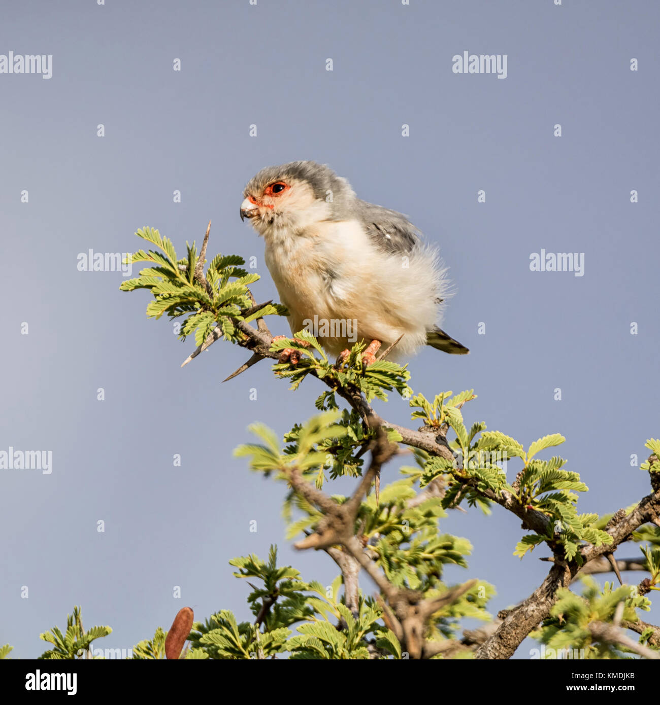 Savanna falcon hi-res stock photography and images - Alamy
