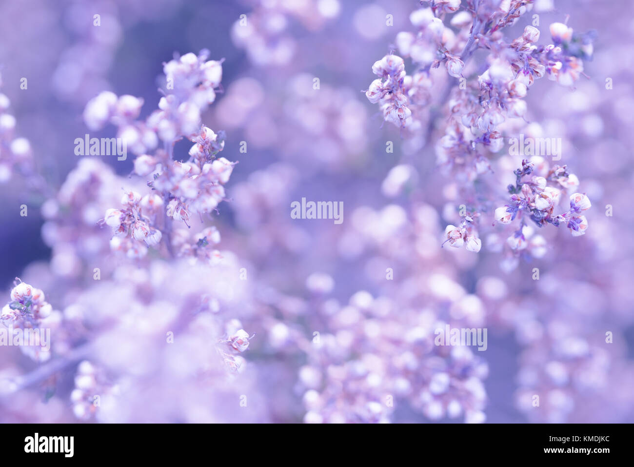 Lilac Heather Plants Detail Background Stock Photo - Alamy