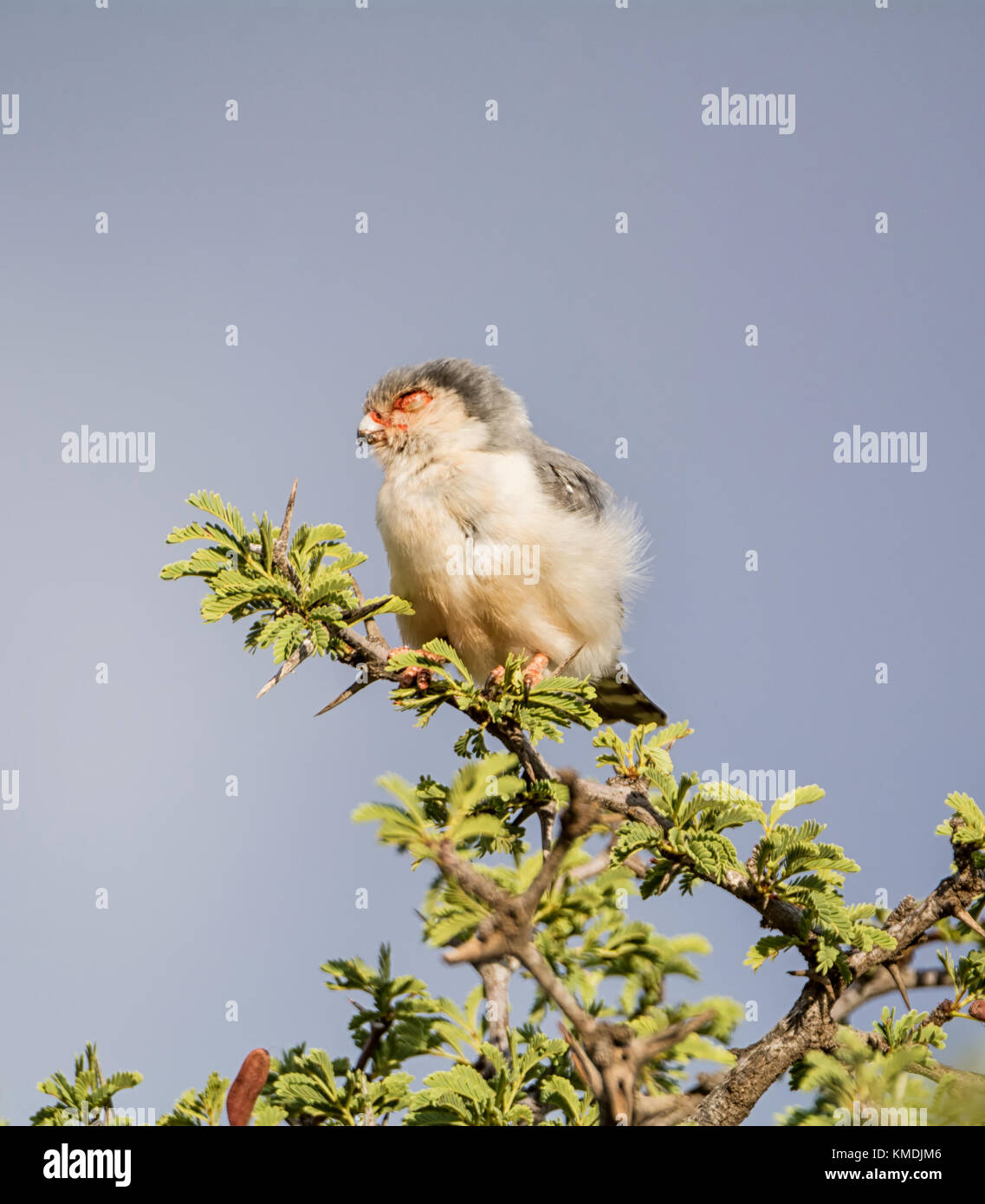A Pygmy Falcon perched in a tree in Southern African savanna Stock ...
