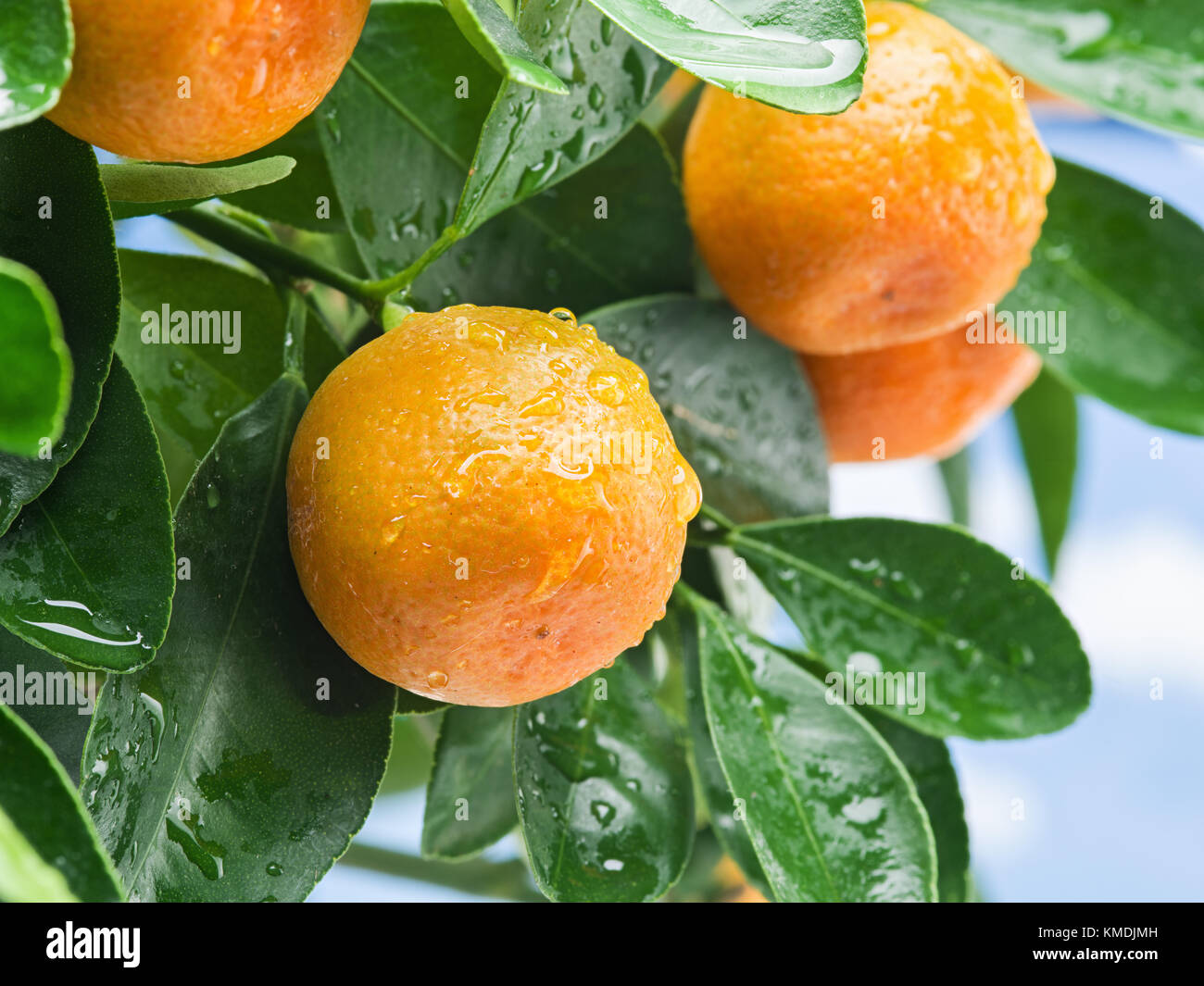 Ripe tangerine fruits on the tree. Blue sky background Stock Photo - Alamy