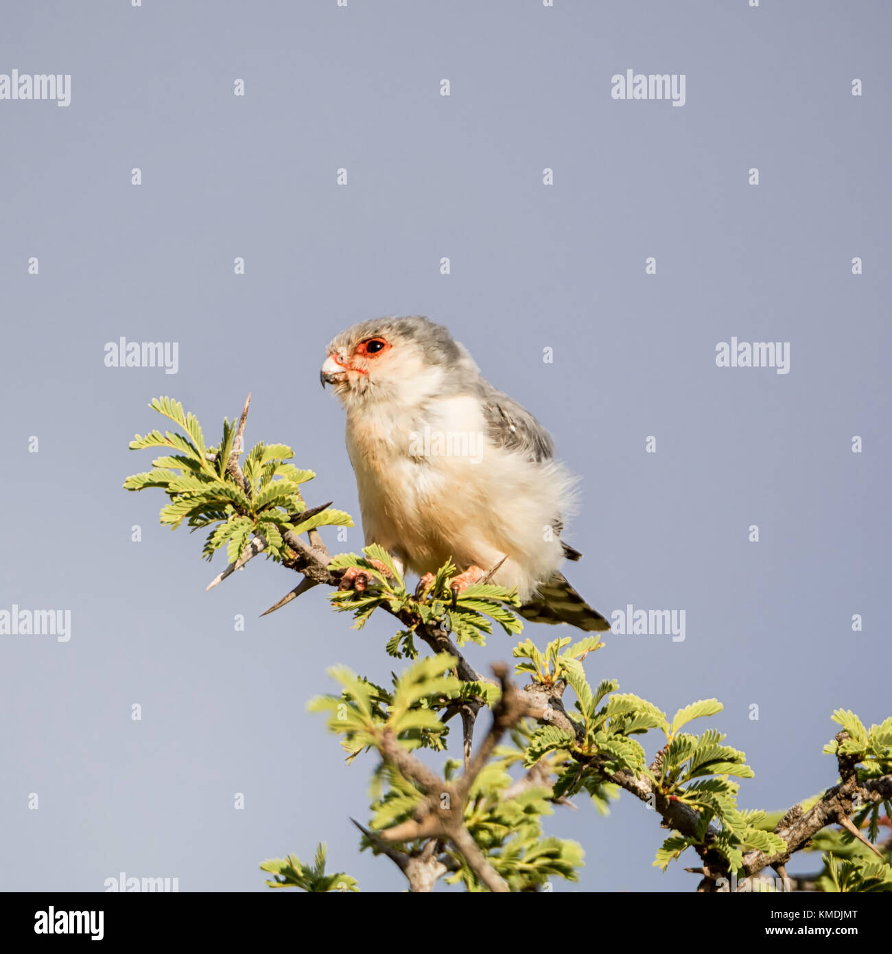 A Pygmy Falcon perched in a tree in Southern African savanna Stock ...