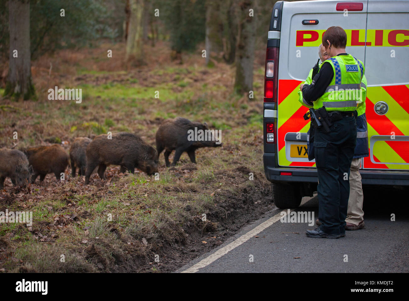 Wild Boar Forest of Dean Stock Photo - Alamy
