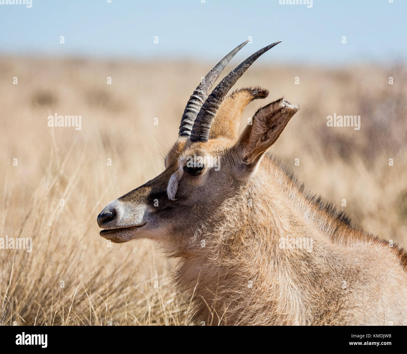 A close facial portrait of a Roan antelope in Southern African savanna ...