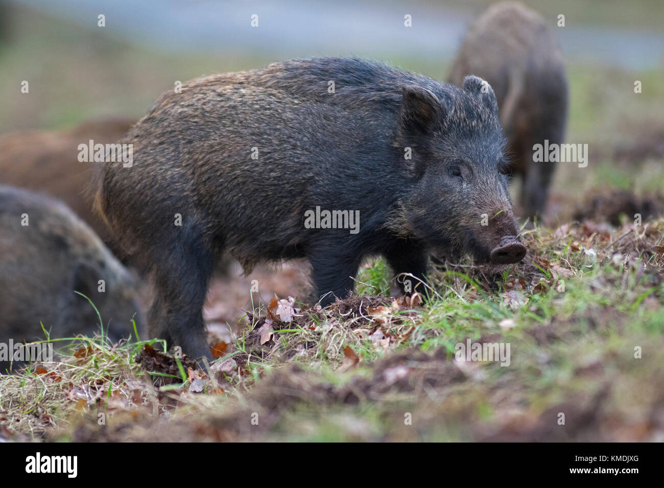 Wild Boar Forest of Dean Stock Photo - Alamy