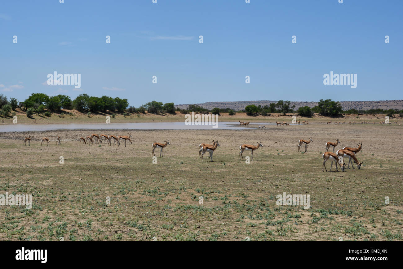 A Springbok antelope herd in Southern African savanna Stock Photo - Alamy