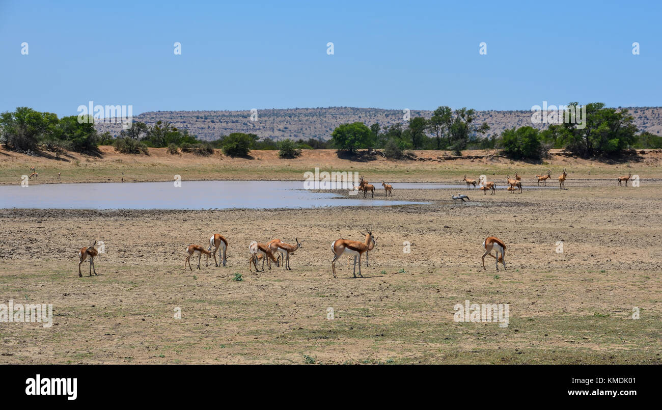 A Springbok antelope herd in Southern African savanna Stock Photo - Alamy