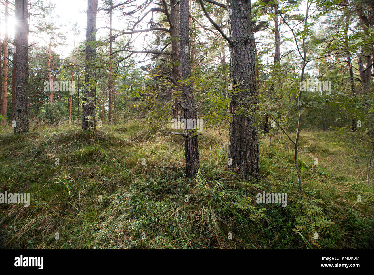 Site of Klooga Concentration Camp (Vaivara Concentration Camp), Tallinn ...