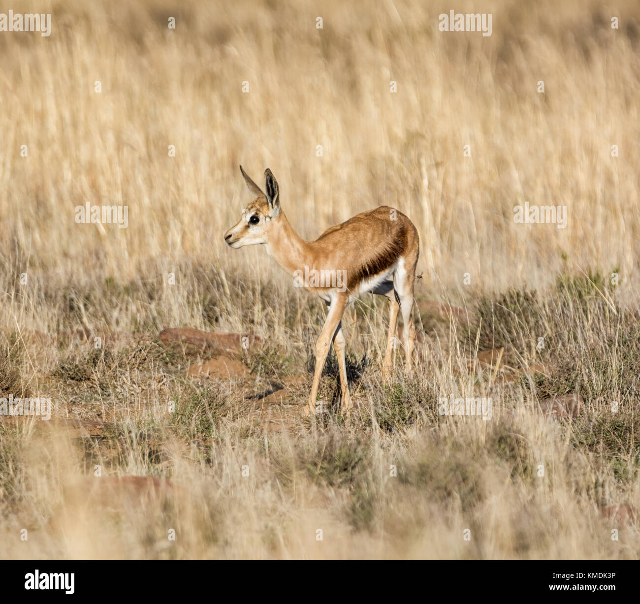 Springbok antelope calf in Southern African savanna Stock Photo - Alamy