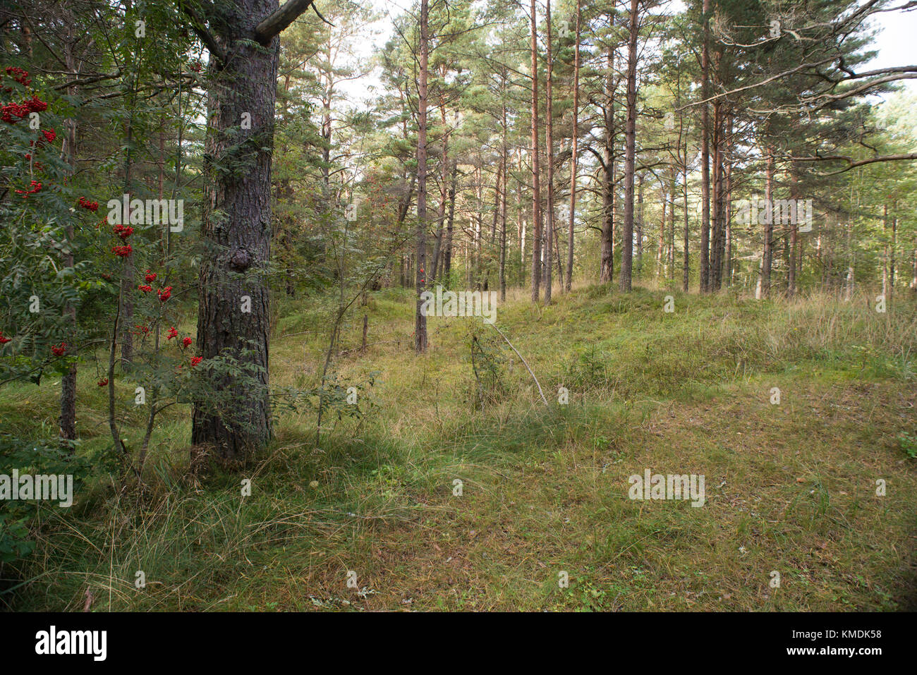 Site of Klooga Concentration Camp (Vaivara Concentration Camp), Tallinn ...
