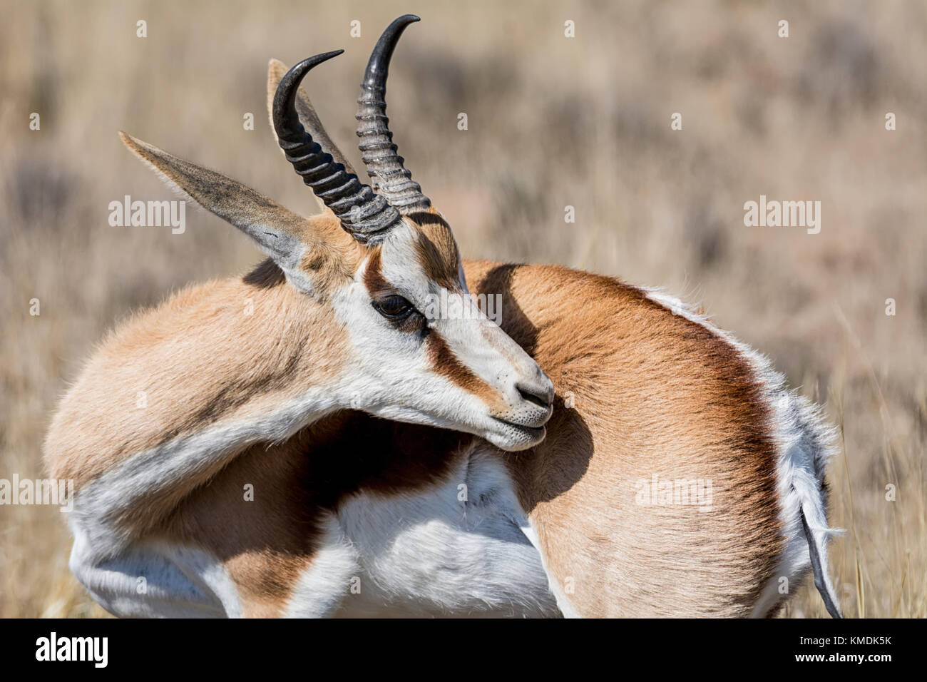 Springbok antelope in Southern African savanna Stock Photo - Alamy