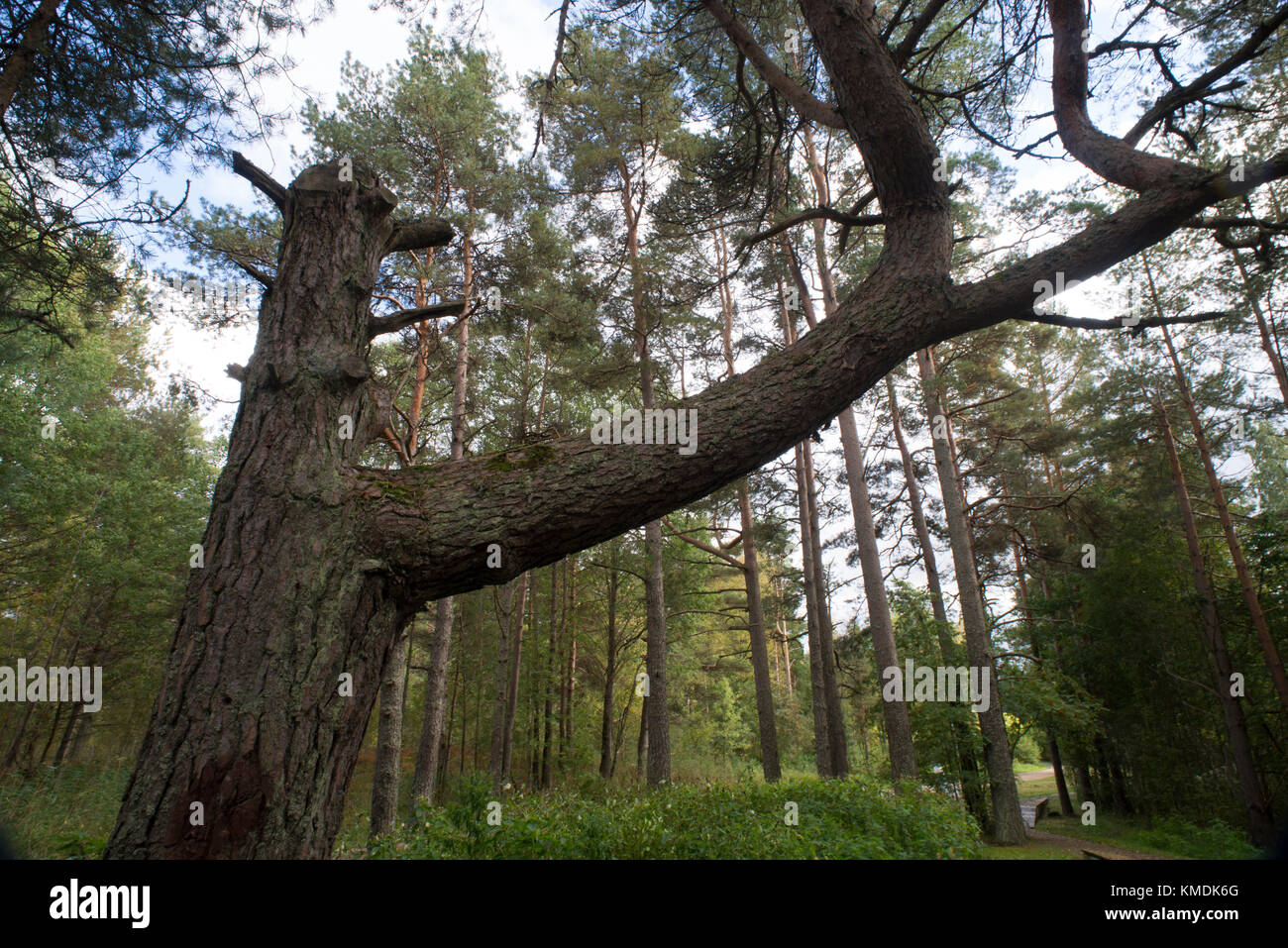 Site of Klooga Concentration Camp (Vaivara Concentration Camp), Tallinn ...