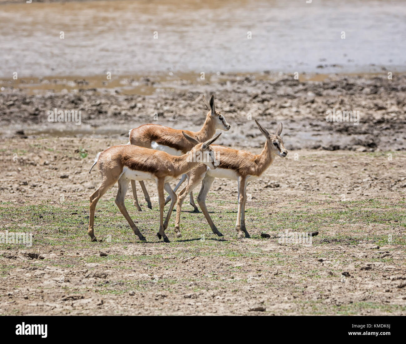 Springbok antelope in Southern African savanna Stock Photo - Alamy