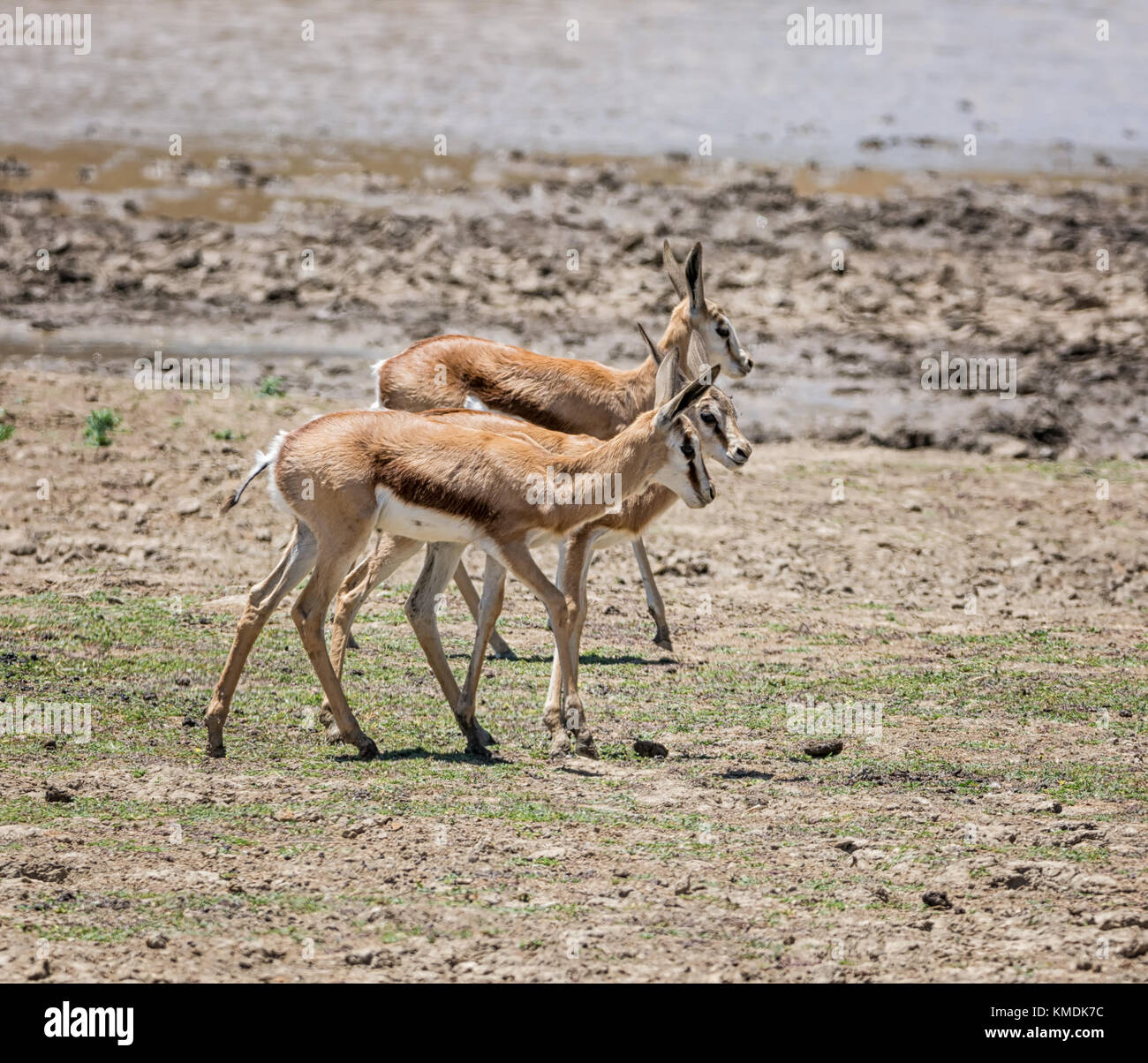 Springbok antelope in Southern African savanna Stock Photo - Alamy