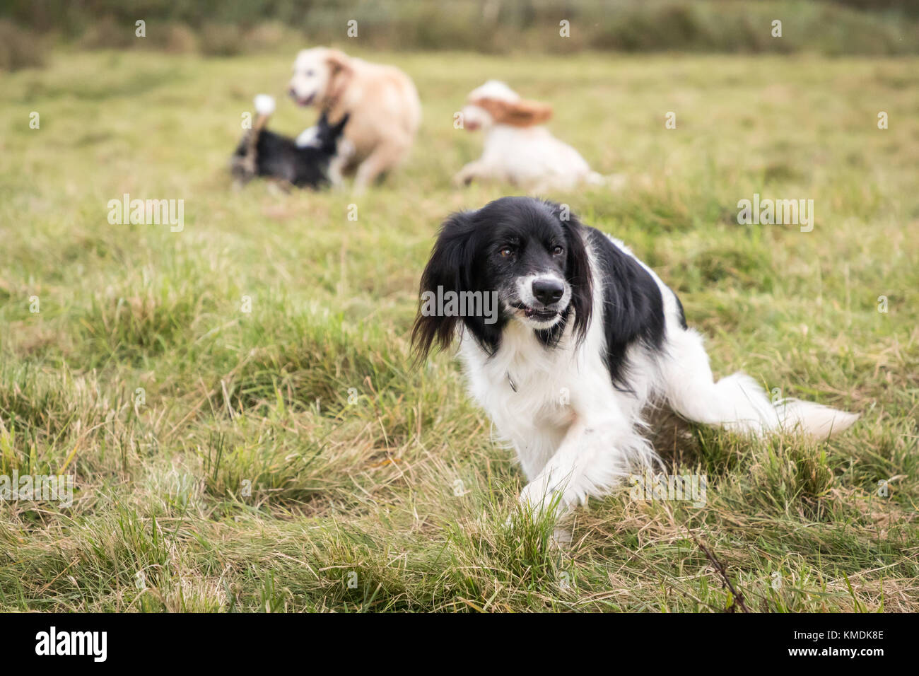 dogs all together playing together in field Stock Photo - Alamy