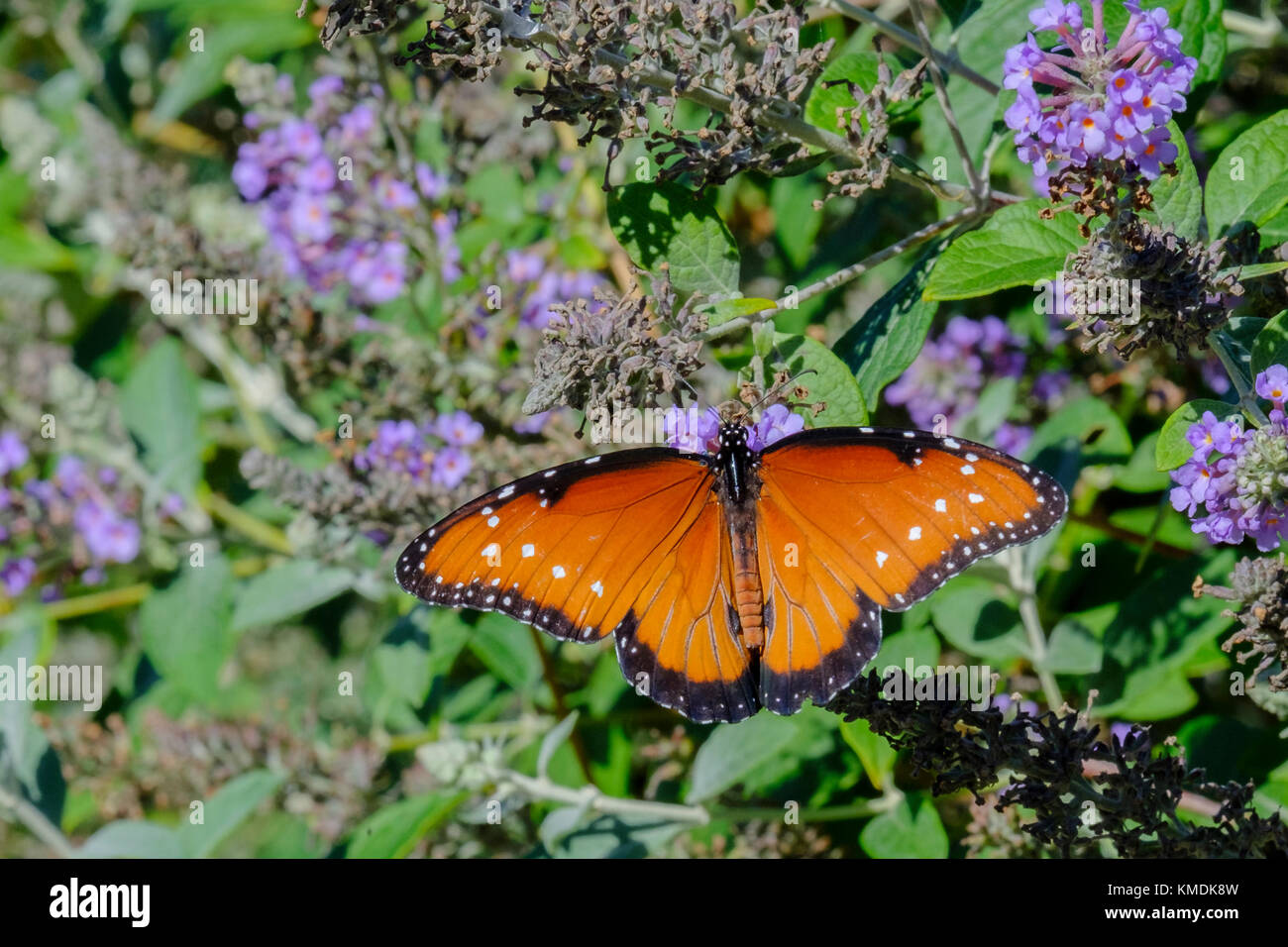 A Queen butterfly, Danaus gilippus, feeding on butterfly bush, buddleja ...