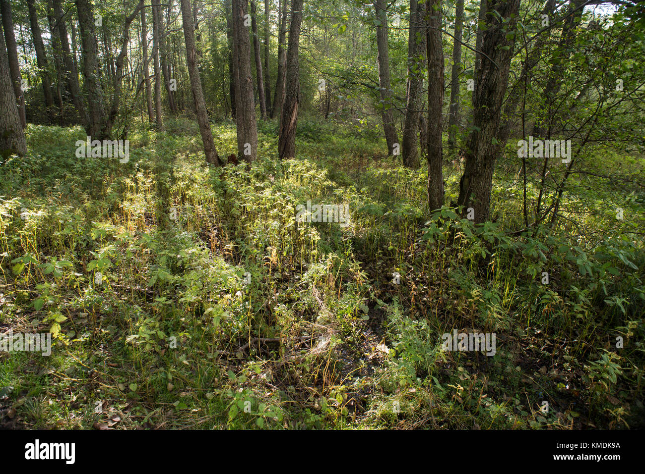 Site of Klooga Concentration Camp (Vaivara Concentration Camp), Tallinn ...