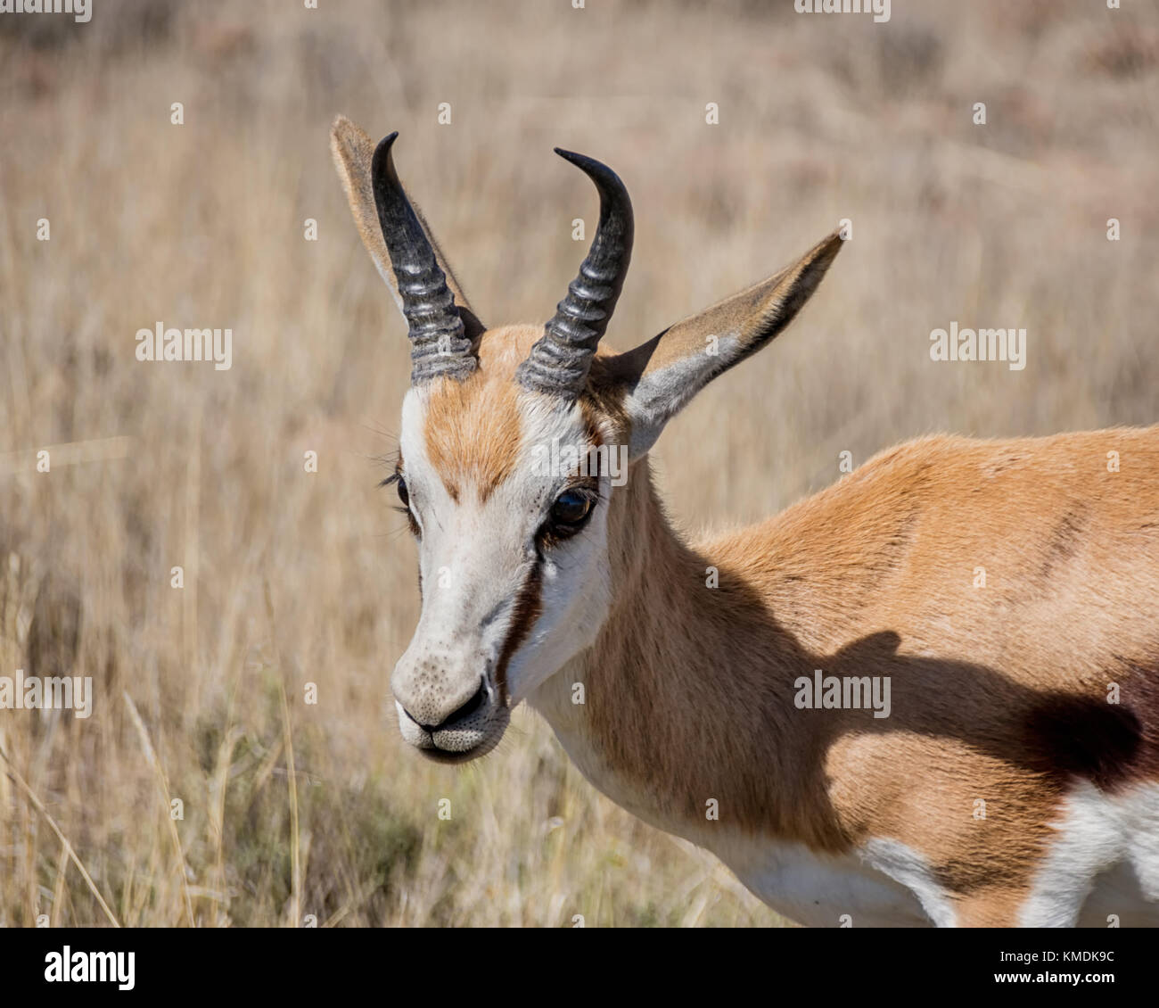 Springbok antelope in Southern African savanna Stock Photo - Alamy