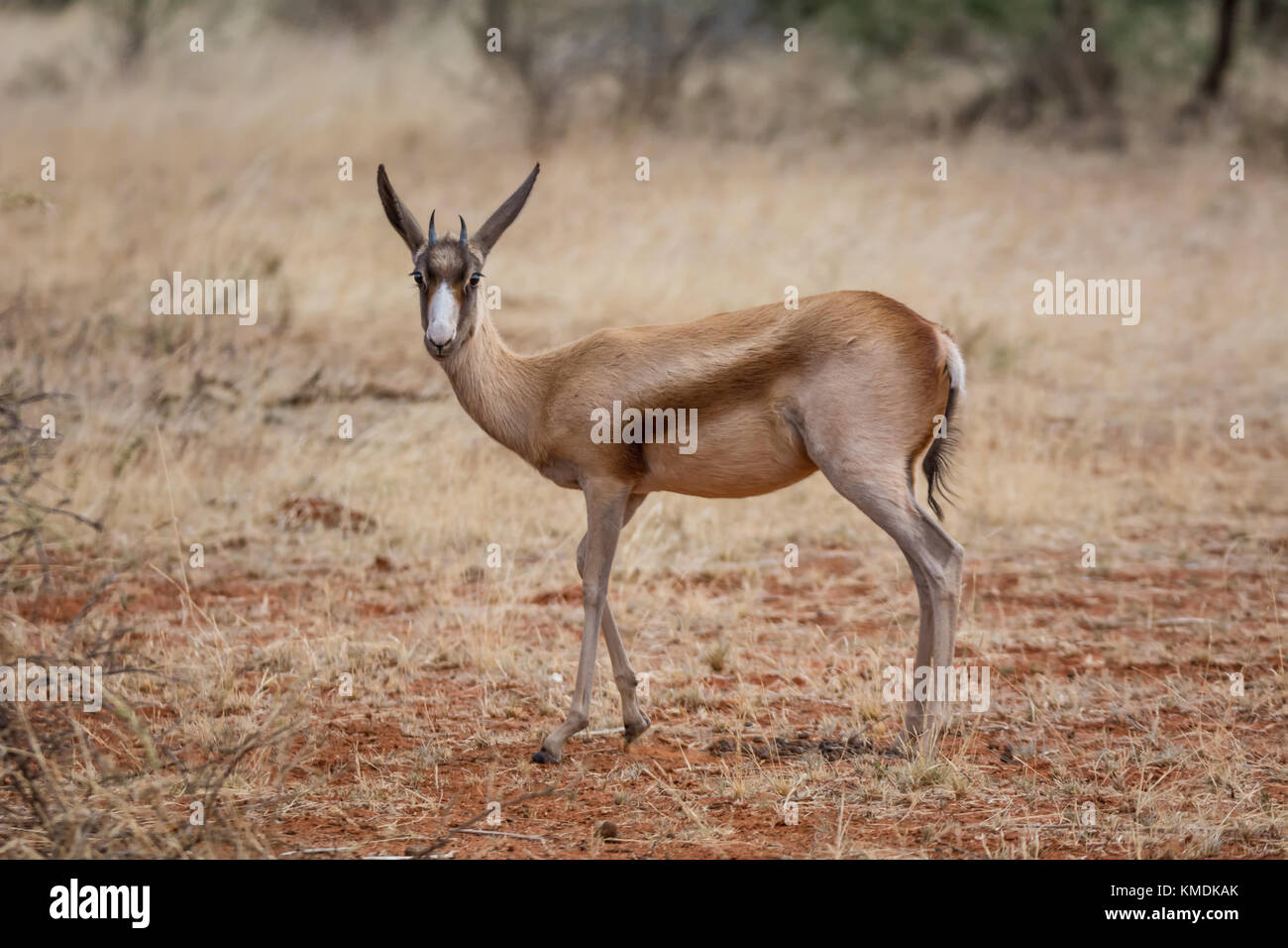 A Bronze Springbok antelope in Southern African savanna Stock Photo - Alamy