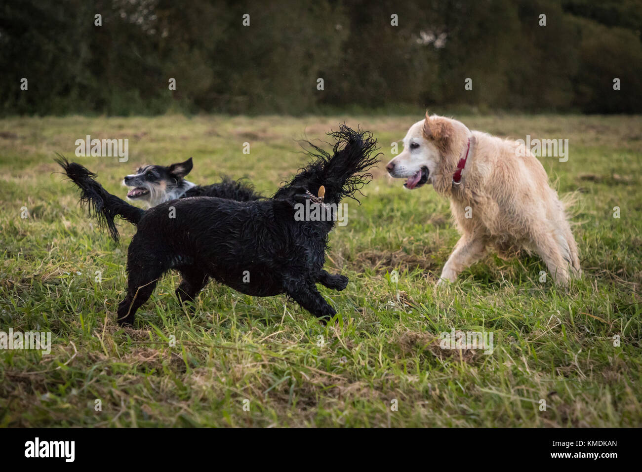 Happy dogs playing hi-res stock photography and images - Alamy