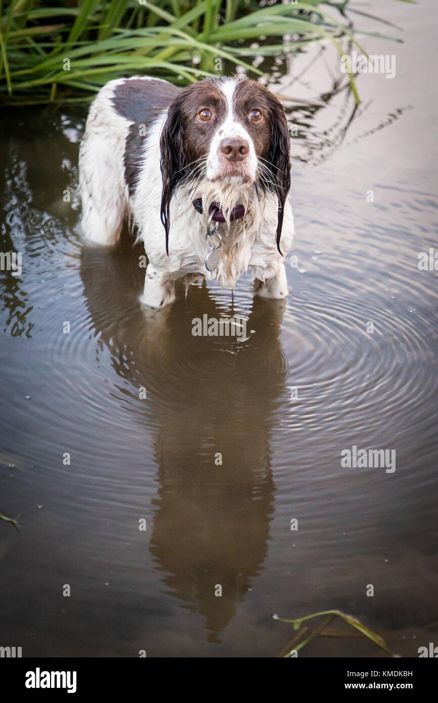 wet dog looking forlorn in river Stock Photo - Alamy