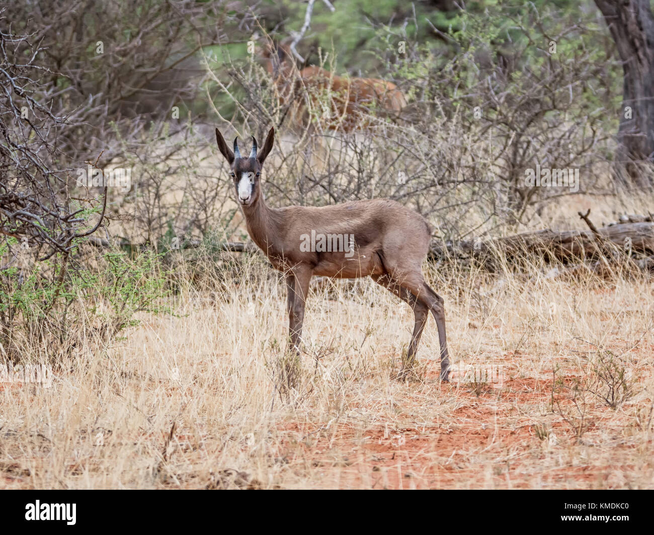 A Black Springbok antelope in Southern African savanna Stock Photo - Alamy