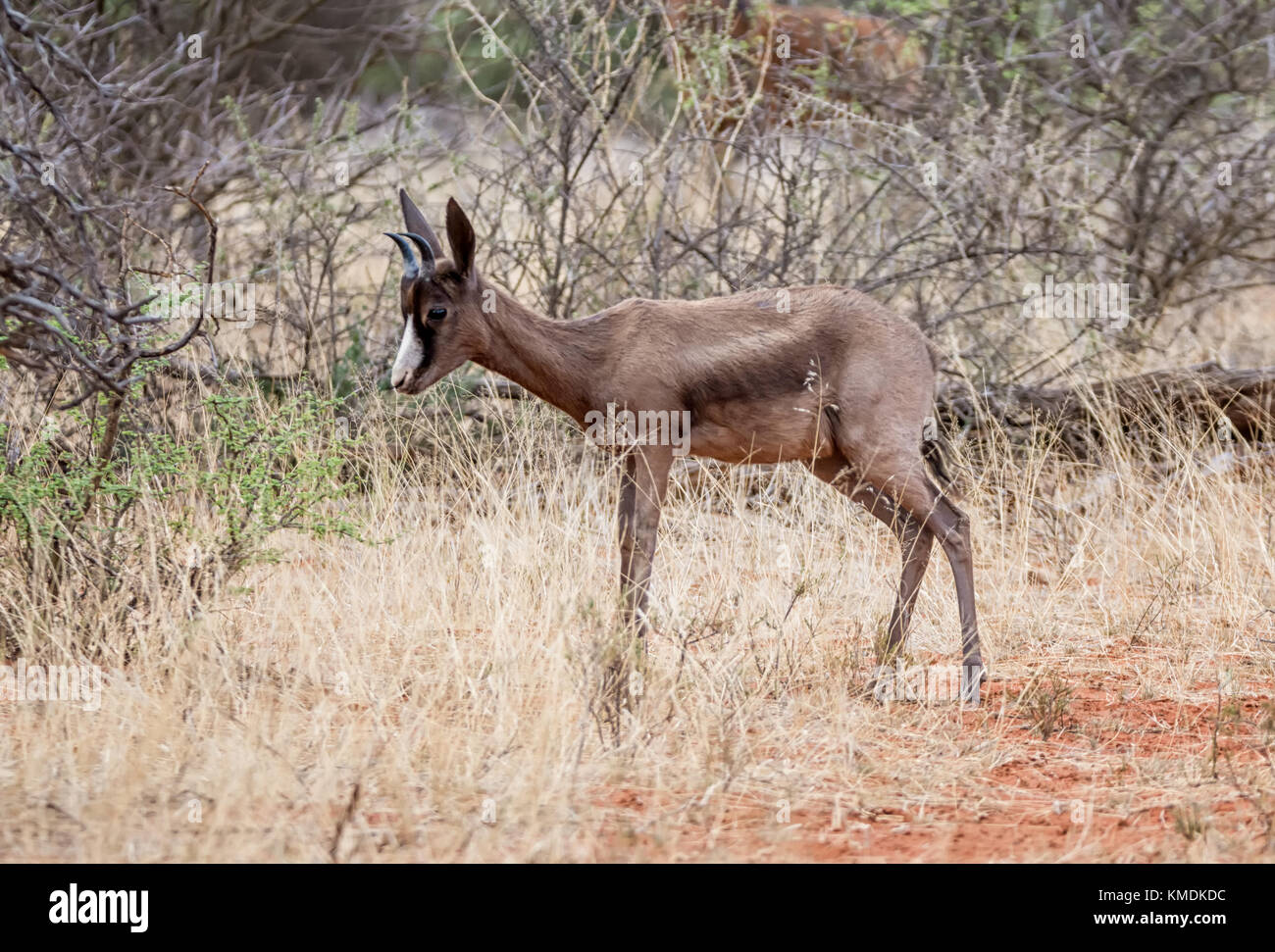 A Black Springbok antelope in Southern African savanna Stock Photo - Alamy