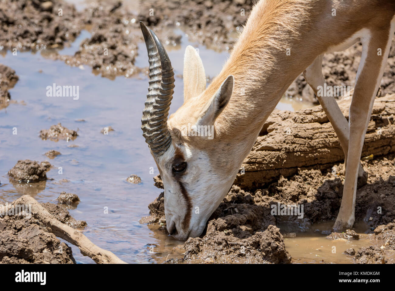 Springbok antelope in Southern African savanna Stock Photo - Alamy