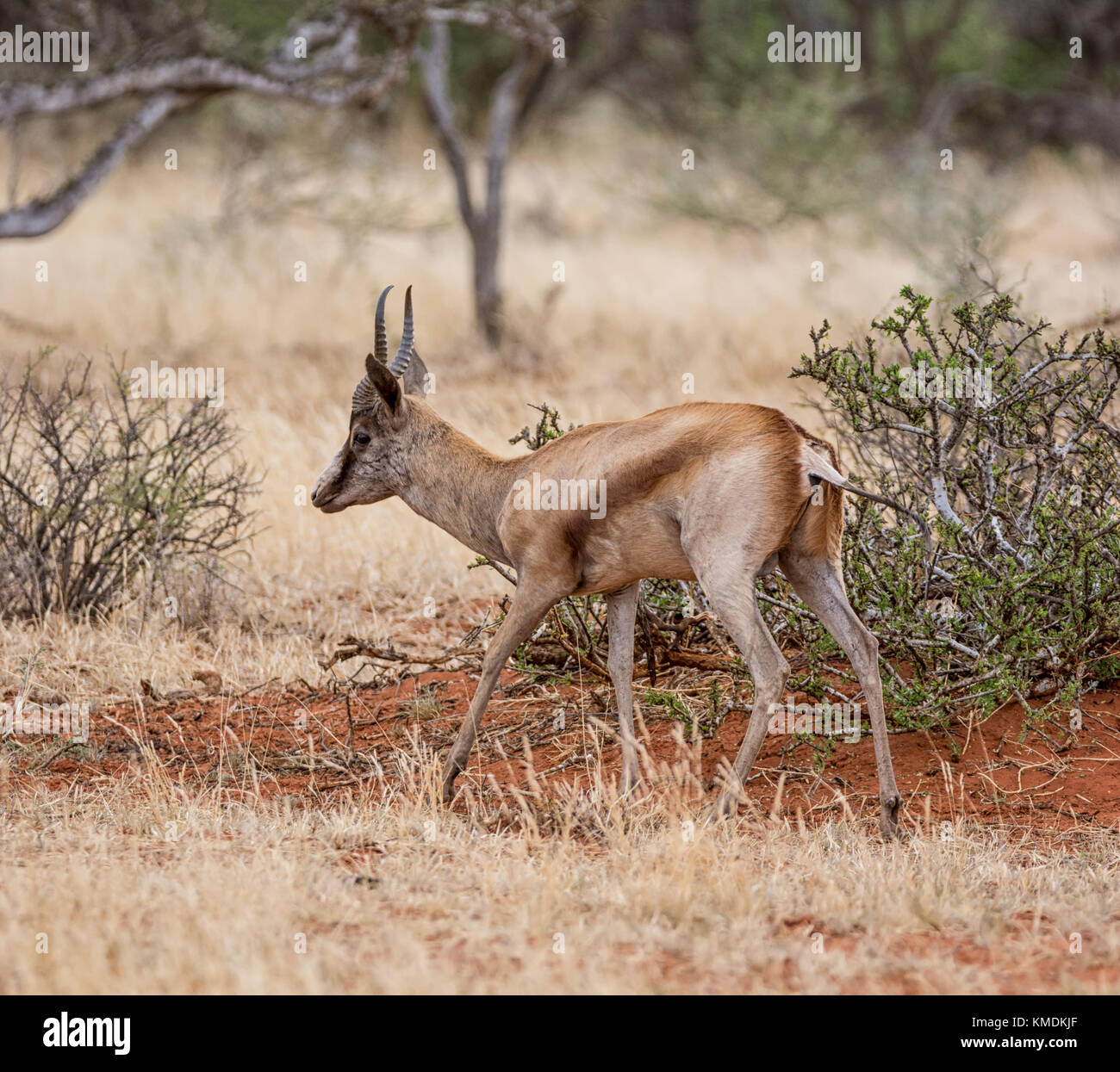A Bronze Springbok antelope in Southern African savanna Stock Photo - Alamy