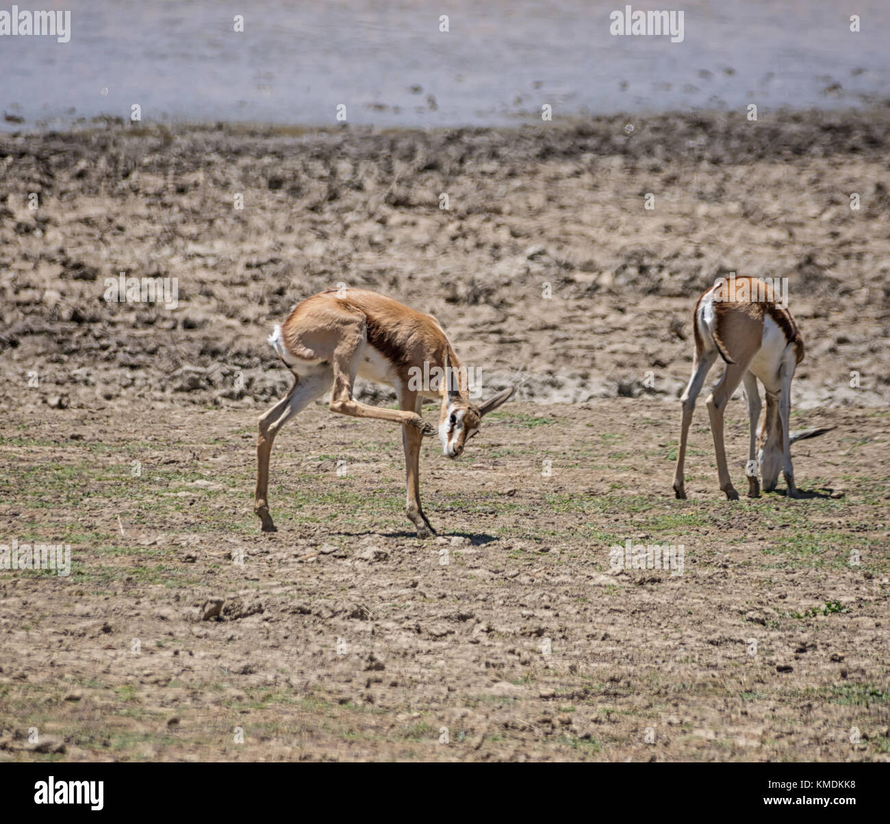 Springbok antelope calf in Southern African savanna Stock Photo - Alamy