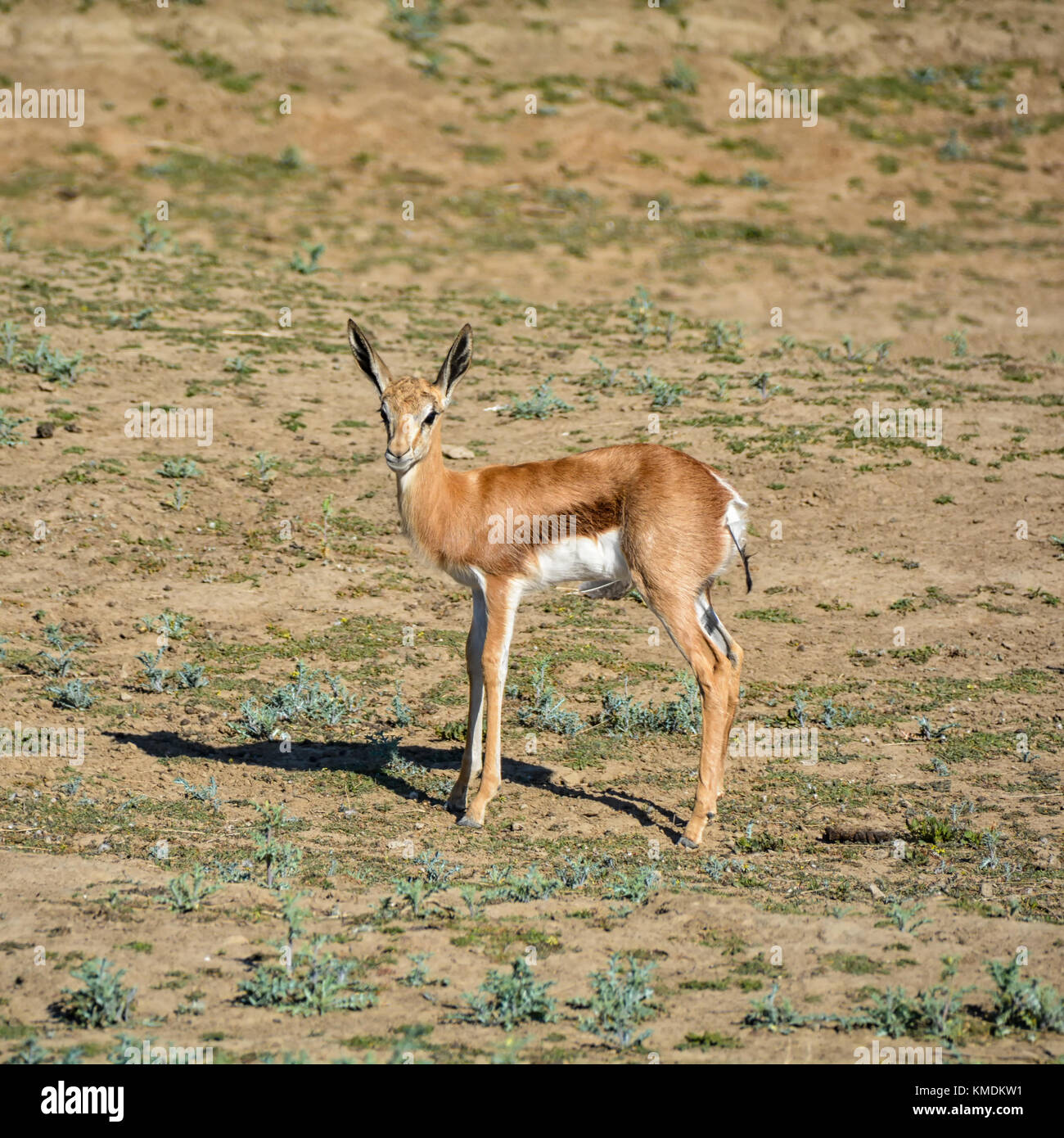 Springbok antelope calf in Southern African savanna Stock Photo - Alamy