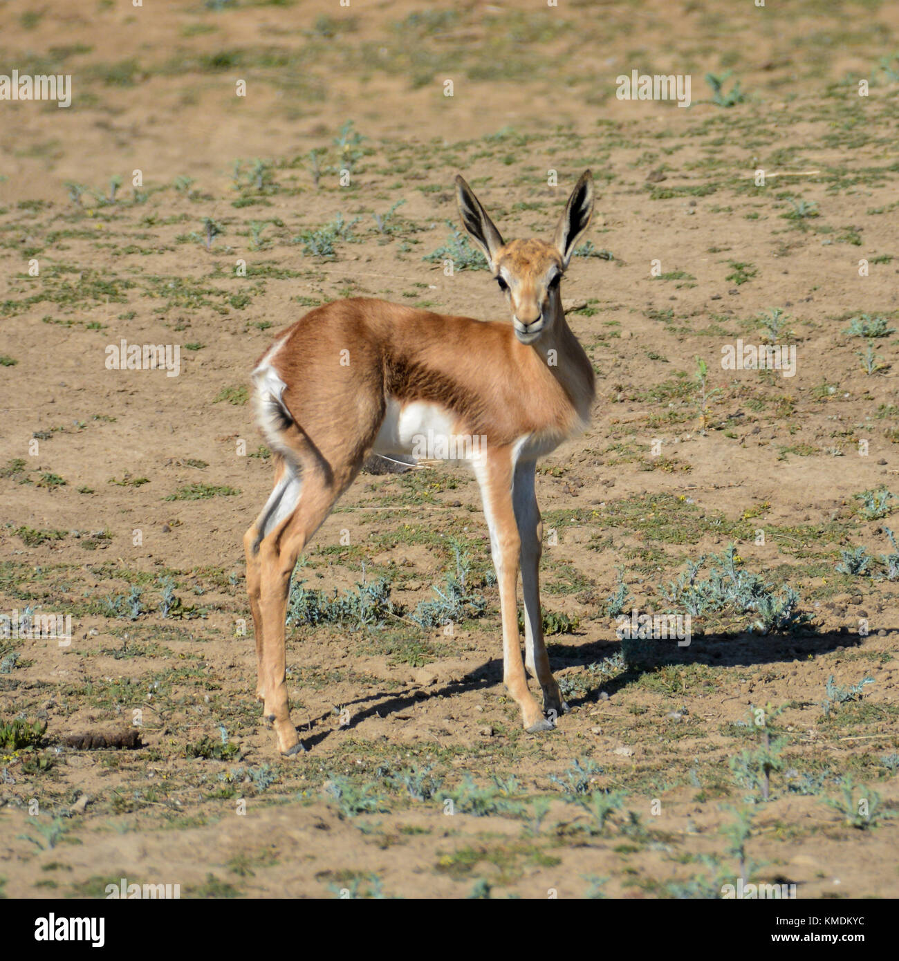 Springbok antelope calf in Southern African savanna Stock Photo - Alamy