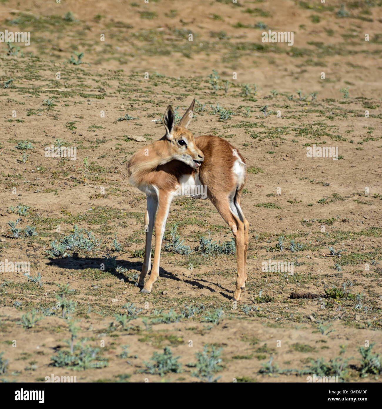 Springbok antelope calf in Southern African savanna Stock Photo - Alamy