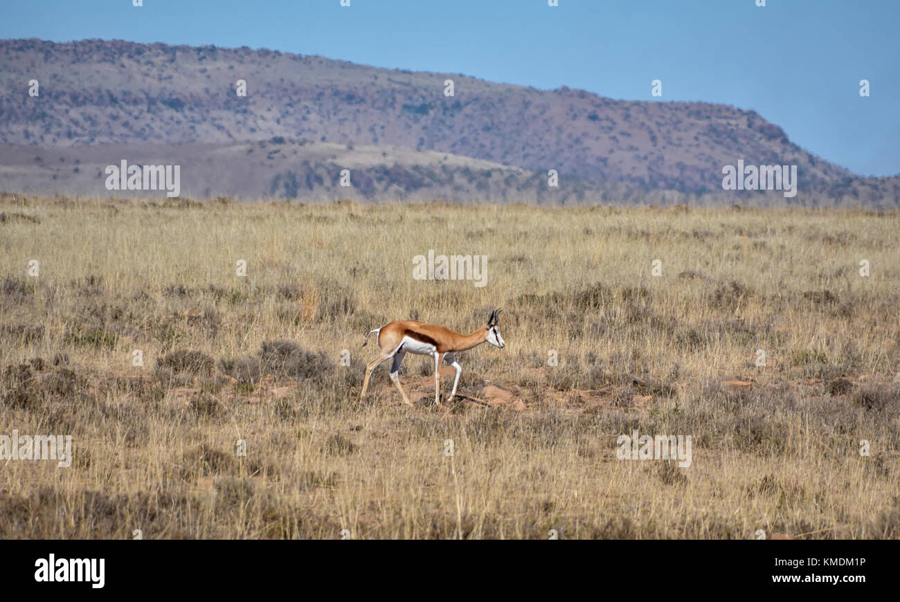 Springbok antelope in Southern African savanna Stock Photo - Alamy