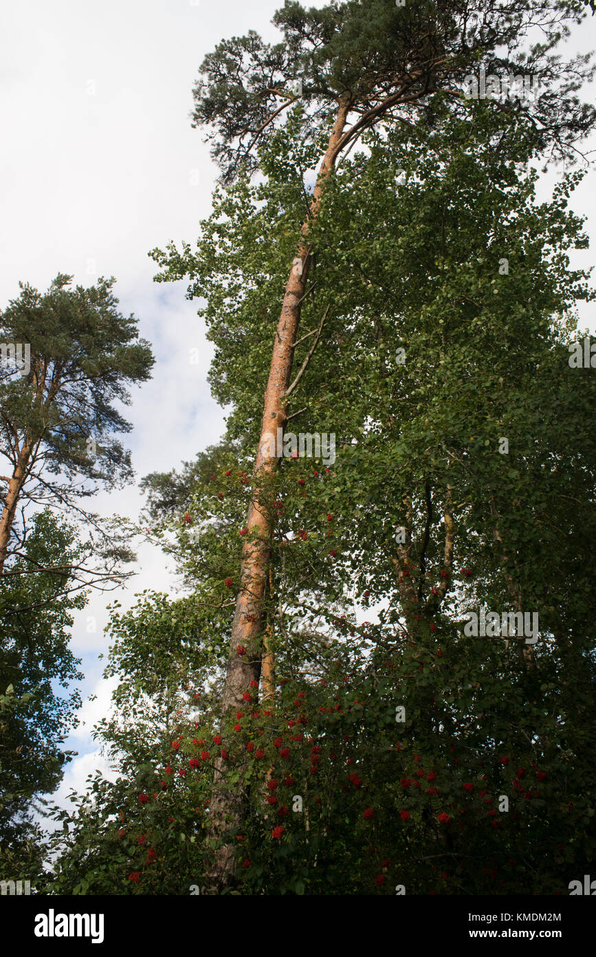 Forest in Klooga, 38km from Tallinn, Estonia Stock Photo - Alamy