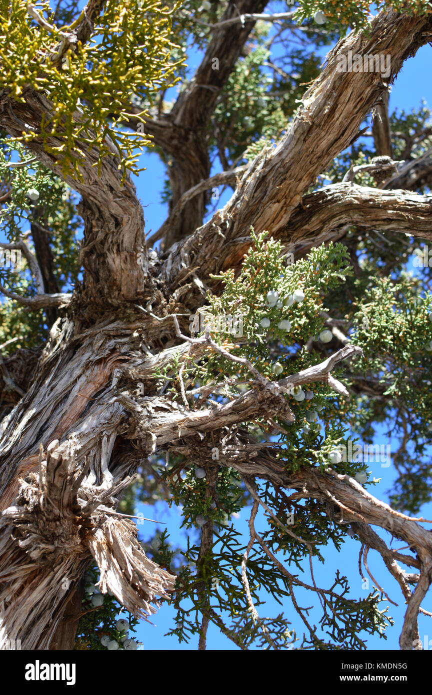 A dry desert tree at the Grand canyon with green on it, Arizona, USA ...