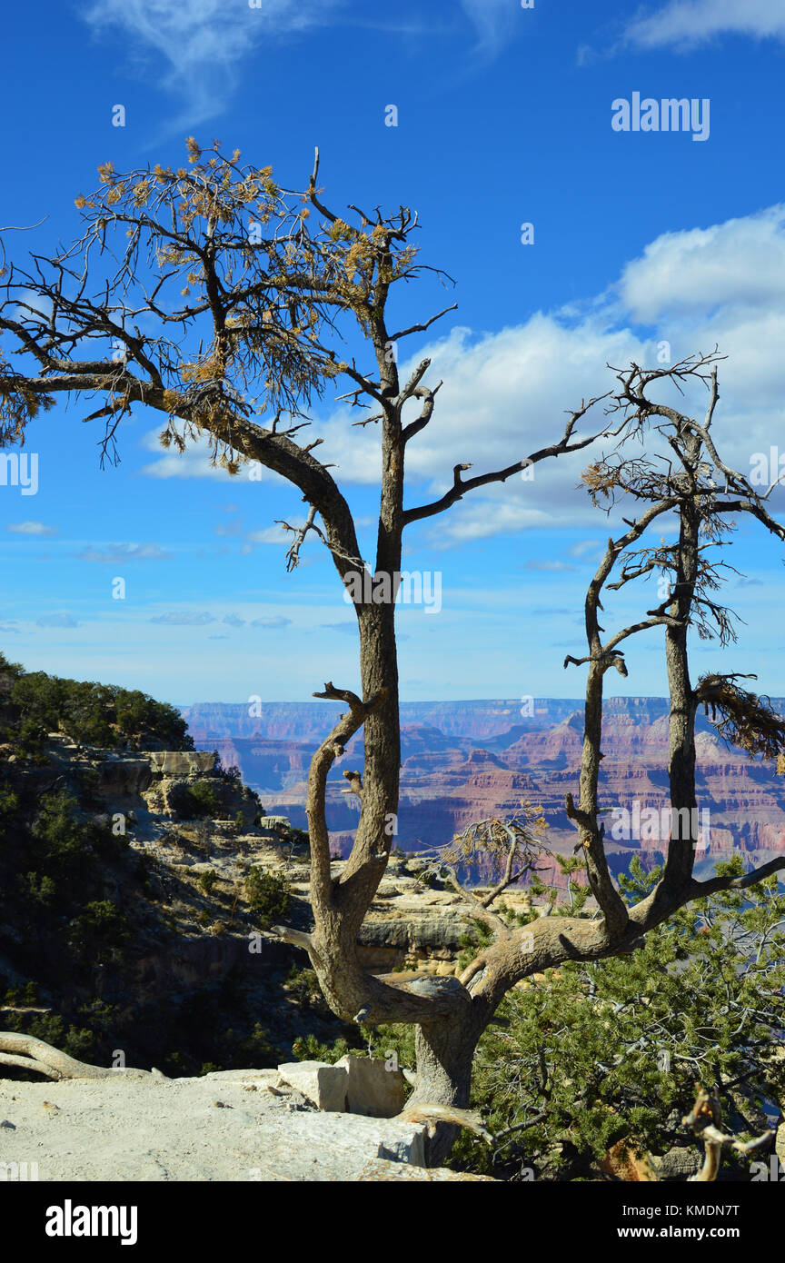 a view of the Grand canyon, tree in foreground, Arizona, USA. One of ...