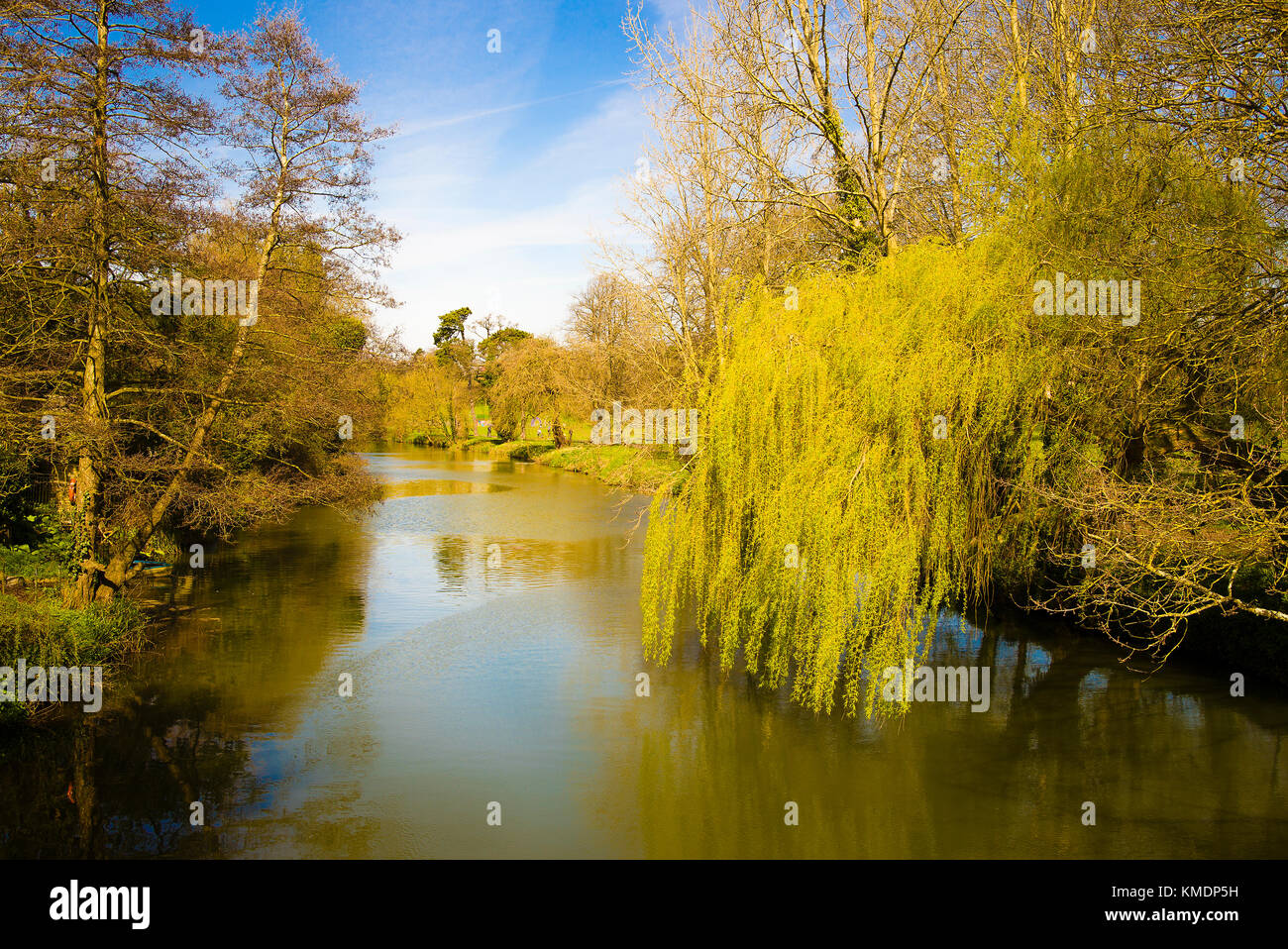 Weeping willows over the water hi-res stock photography and images - Alamy