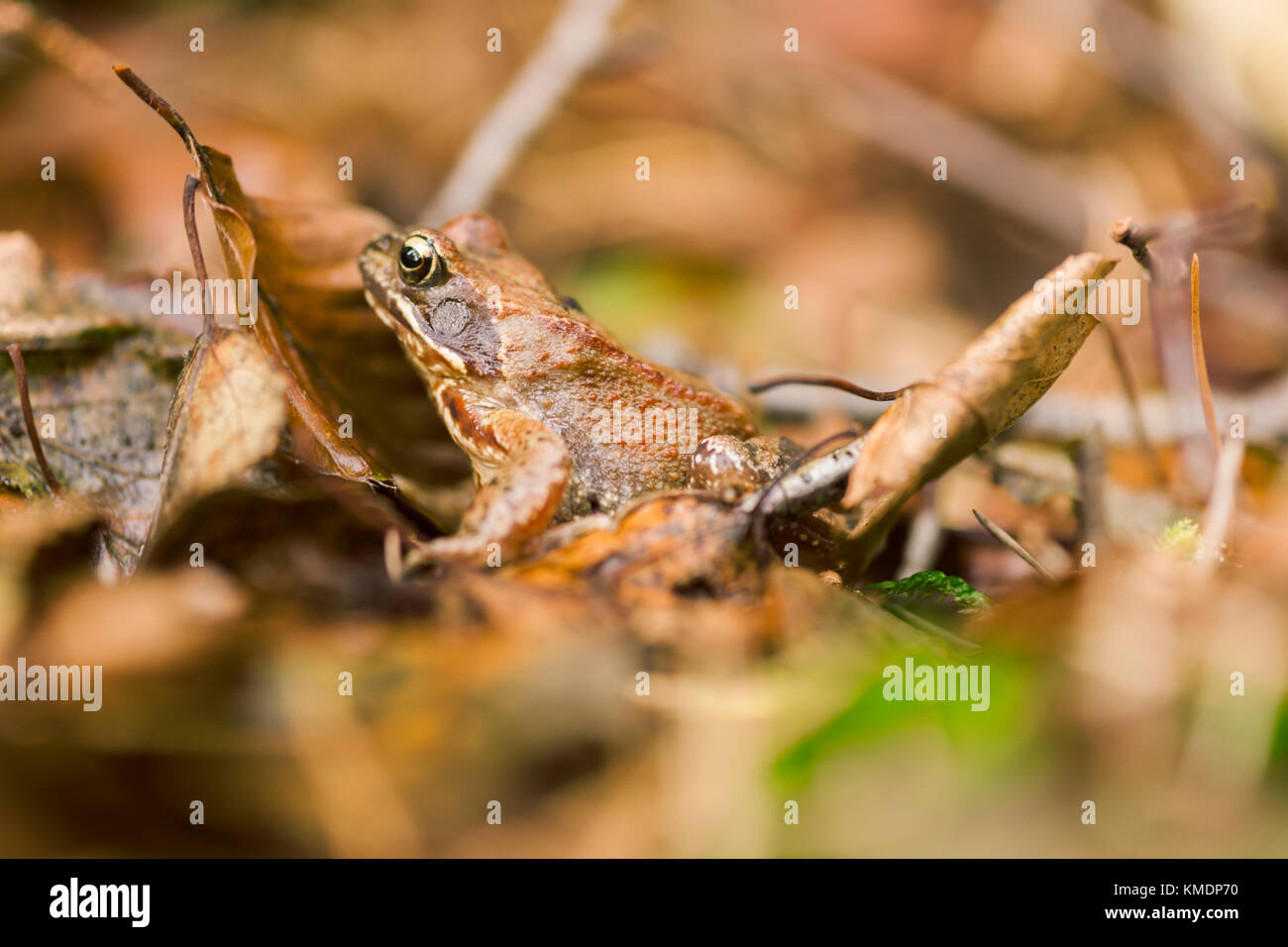 Side view of a brown common toad (Bufo bufo) sitting on brown autumn ...