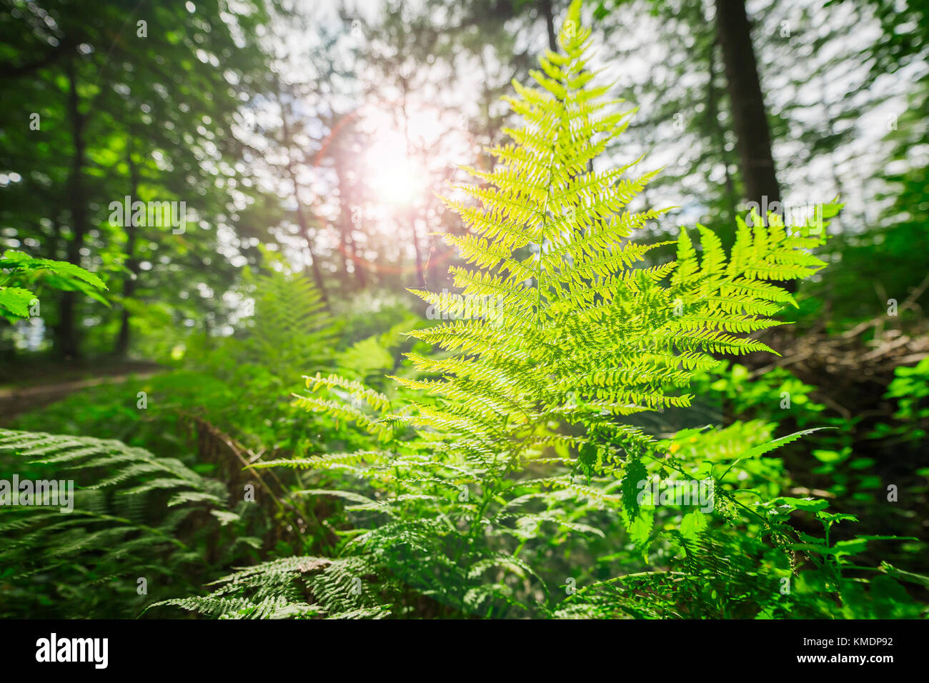 Germany backlit sun light flares hi-res stock photography and images ...