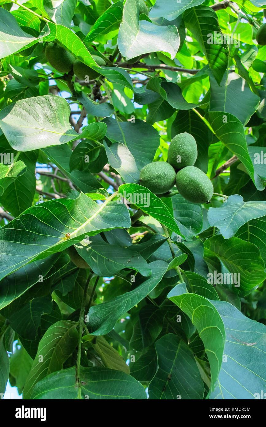 Walnut tree leaves hi-res stock photography and images - Alamy