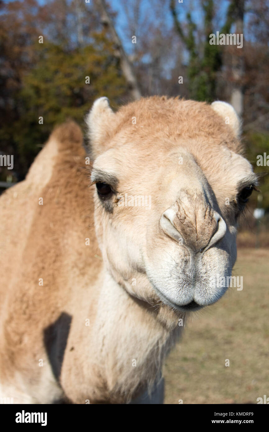 Camel face up close Stock Photo - Alamy
