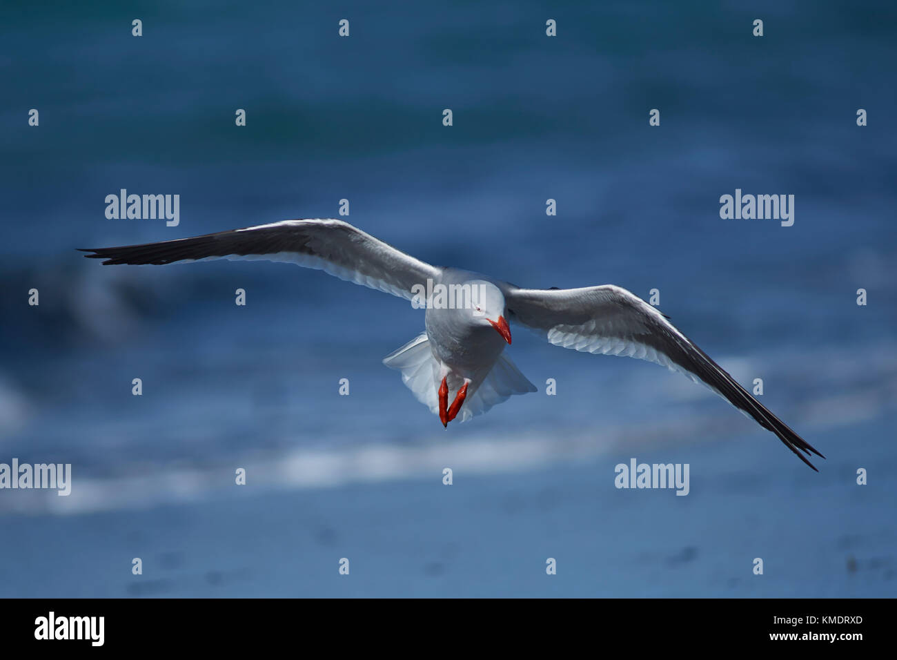 Dolphin Gull (Leucophaeus scoresbii) in flight on the coast of Sea Lion ...