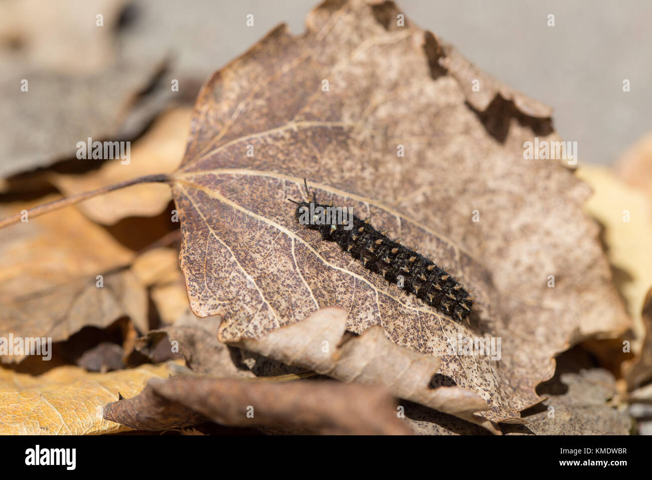 Small pearl bordered fritillary larva Stock Photo - Alamy