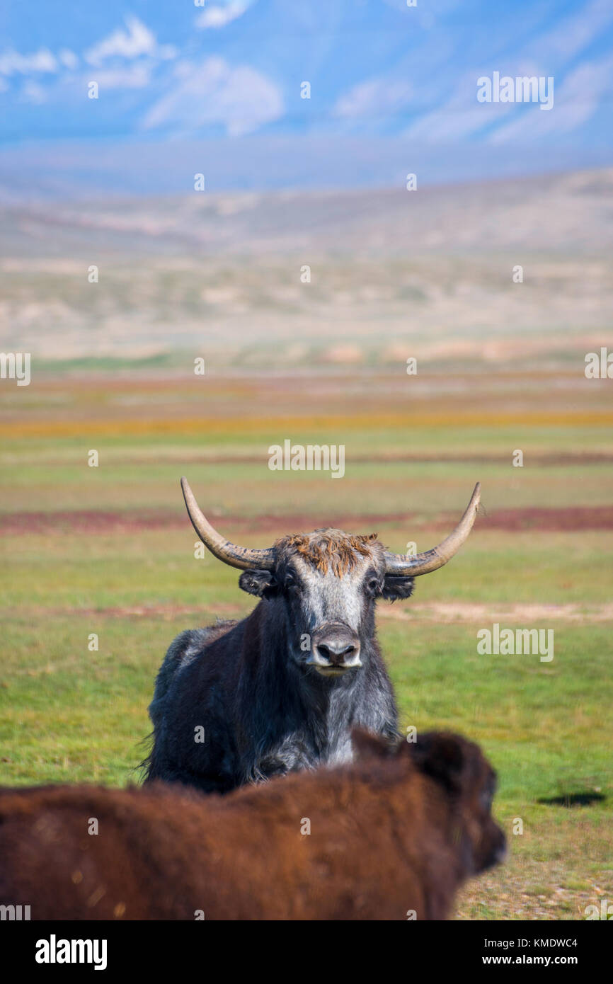 Big male black yak in the pasture in the mountains, Kyrgyzstan Stock ...