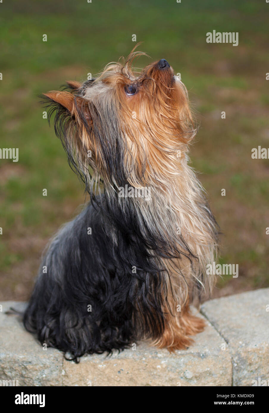 Purebred young Yorkshire terrier that is looking up Stock Photo - Alamy